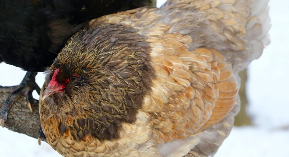 Lakeside Farm Sustainable Family Farm on Lake Champlain (Adirondack ...