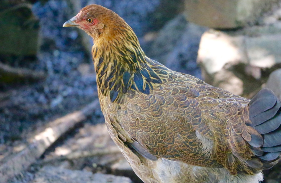 Lakeside Farm Sustainable Family Farm on Lake Champlain (Adirondack ...
