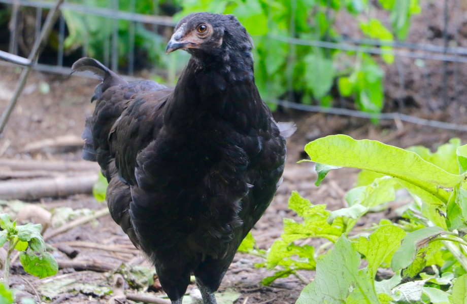 Lakeside Farm Sustainable Family Farm on Lake Champlain (Adirondack ...